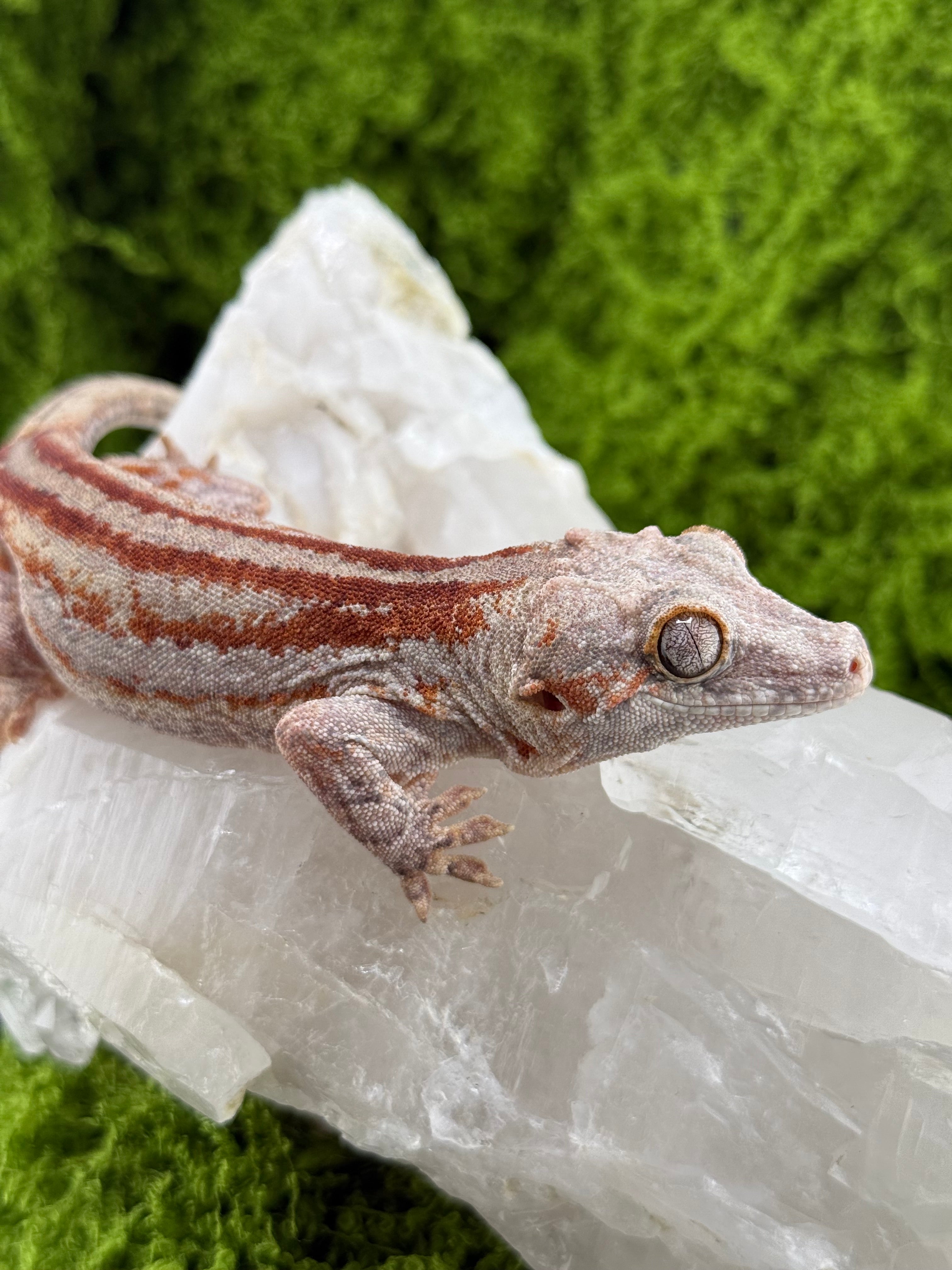 MG-141 Gargoyle Gecko – Mossy Geckos